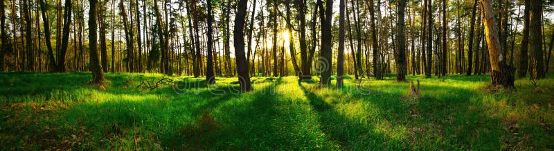 Panoramic View of Forest at Sunset Stock Image - Image of beautiful ...