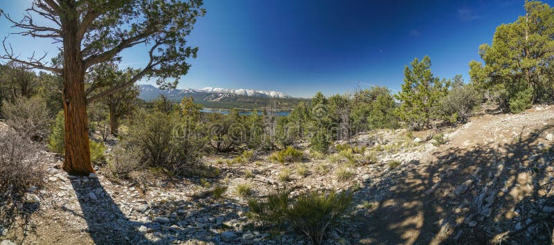 A Panoramic View of a Forest with a Tree in the Foreground Stock Photo ...