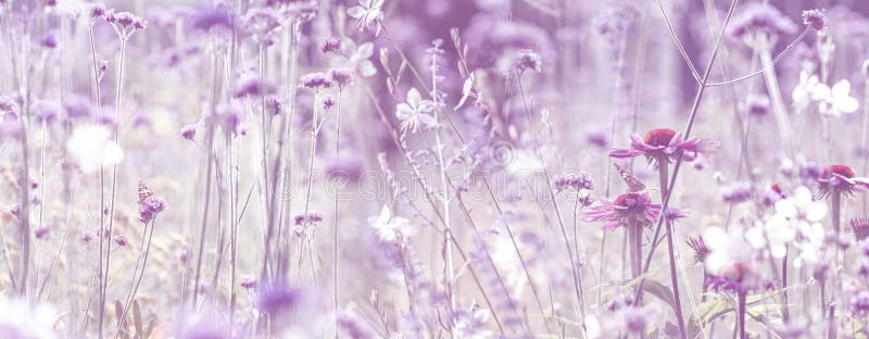 Panoramic View the Garden with Flowers and Butterflies Stock Photo ...