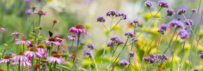 The Panoramic View - Garden Flowers and Butterfly Stock Image - Image ...
