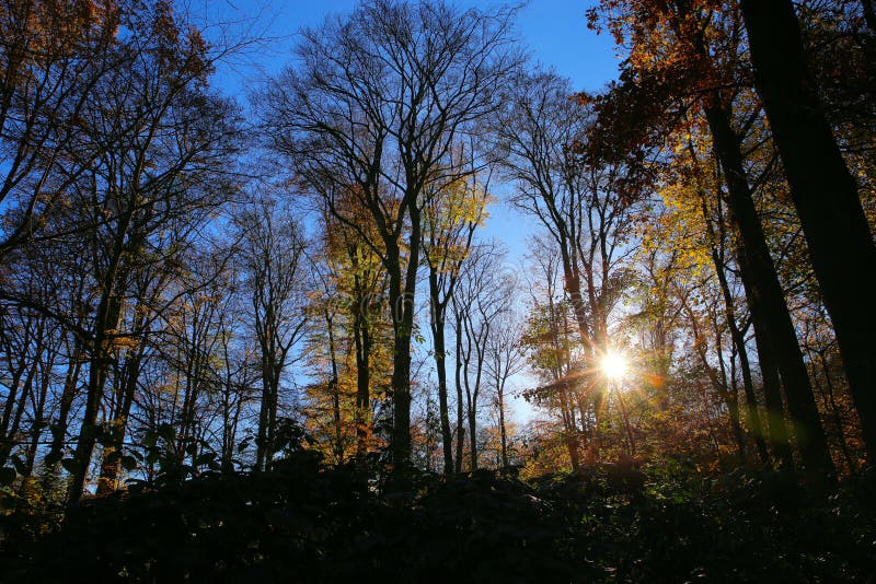 Panoramic View into German Beech Tree Wood in Autumn Colors with ...