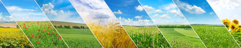 Panoramic View of Green Field and Blue Sky . Collage.Wide Photo Stock ...