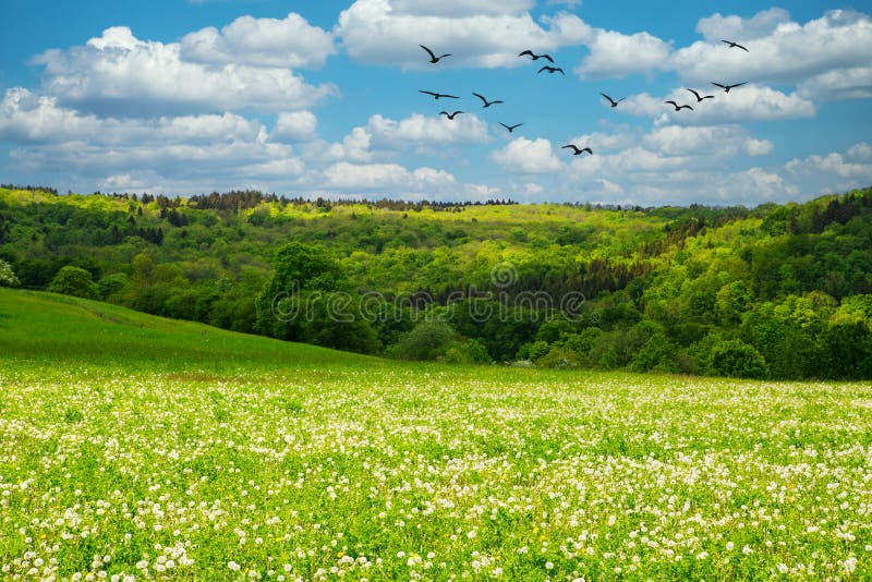 Panoramic View of Green Fields and Meadow with Blue Cloudy Sky and ...