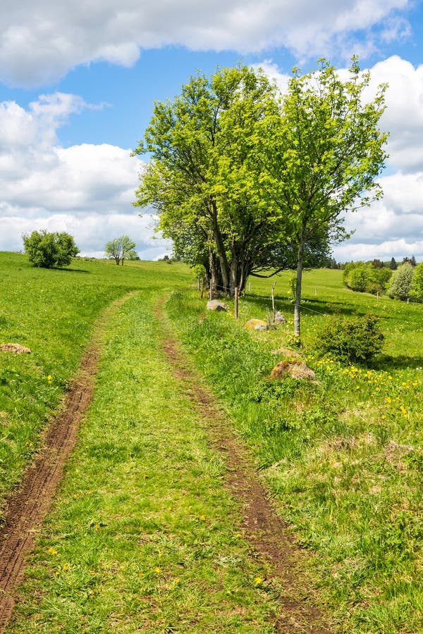 Panoramic View of Green Fields and Trees and Small Dirt Road Stock ...