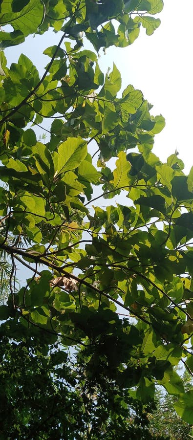 Panoramic View of Green Leaf Seen from Below Stock Photo - Image of ...