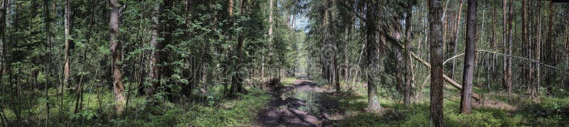 Impassable Road in a Forest Stock Photo - Image of panorama, trees ...