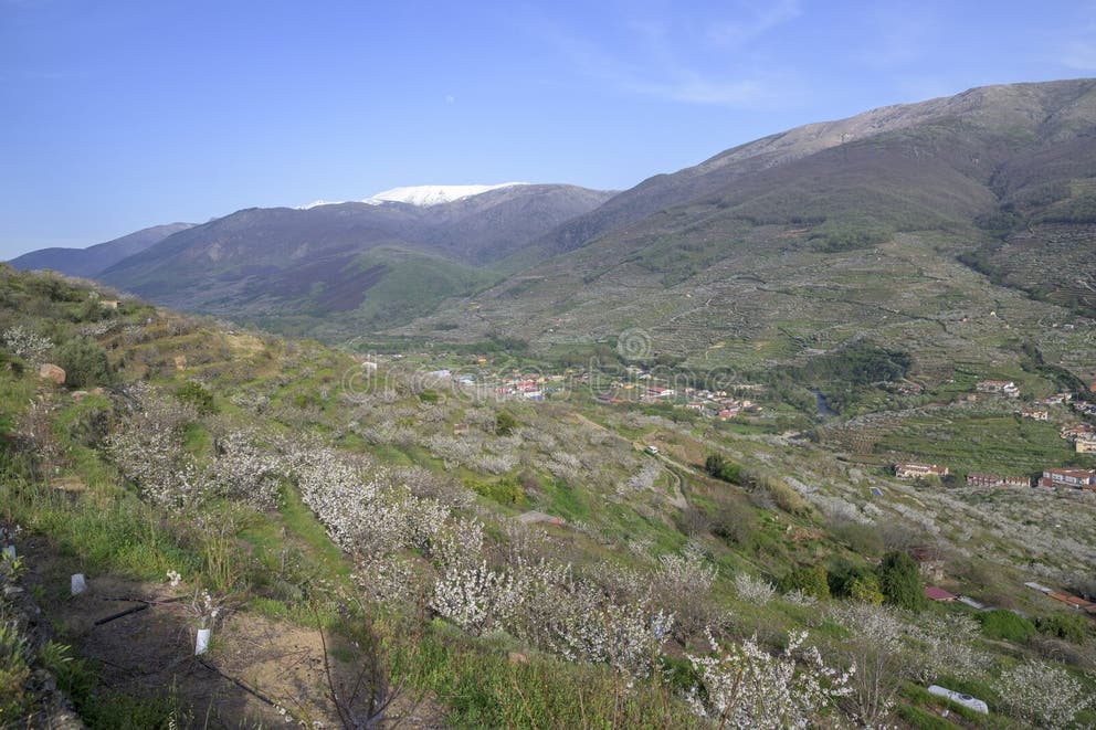 Panoramic View of the Jerte Valley in Spring with Cherry Blossoms and ...