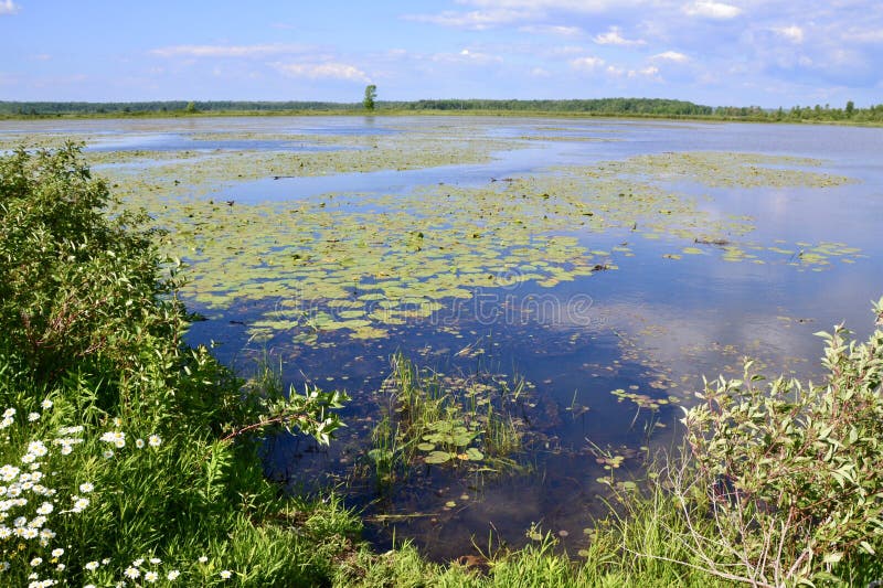 Panoramic View of Lake at Tiny Marsh Stock Photo - Image of background ...