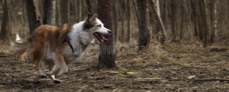 Panoramic View of a Lassie Dog Running in the Woods Stock Image - Image ...