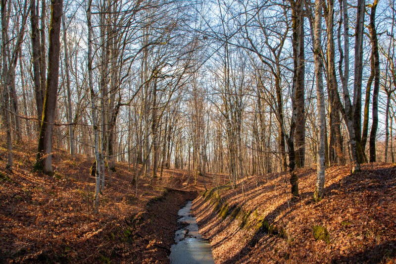 Panoramic View in a Leafless Deciduous Forest in Late Autumn Stock ...