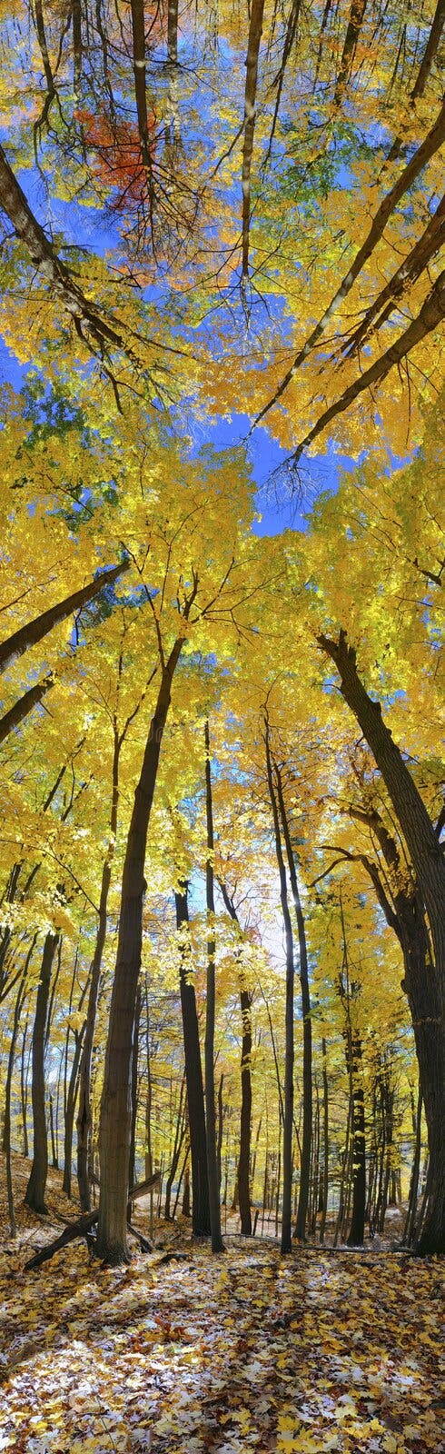 Panoramic View of the Maple Tree Forest in Autumn Stock Image - Image ...