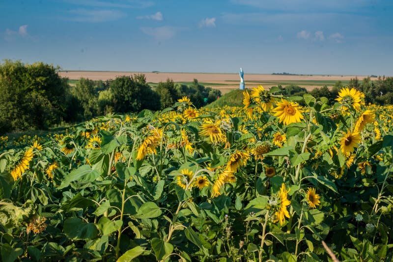 Panoram with Mini Flowers of Sunflower Field with Sky Stock Image ...
