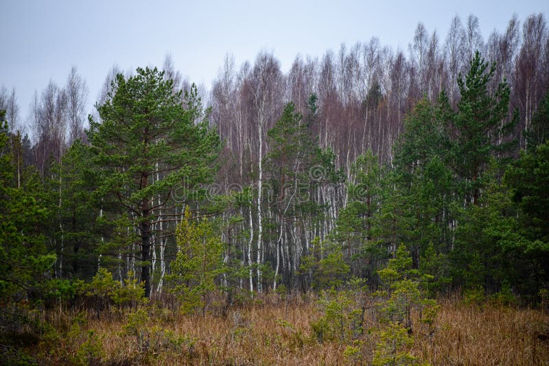 Panoramic View of Misty Forest Stock Image - Image of beautiful, pine ...
