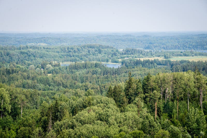 Panoramic View of Misty Forest. Far Horizon Stock Image - Image of ...
