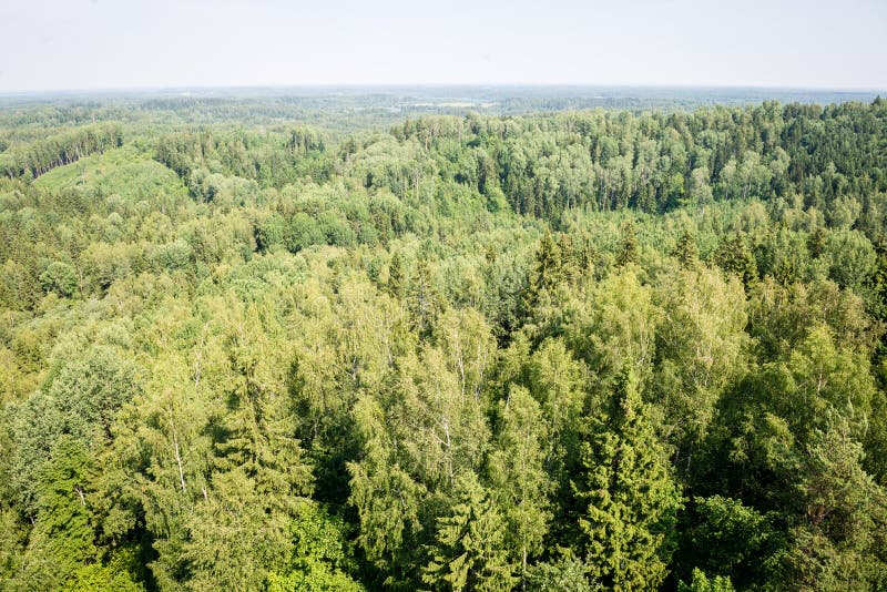 Panoramic View of Misty Forest. Far Horizon Stock Photo - Image of ...
