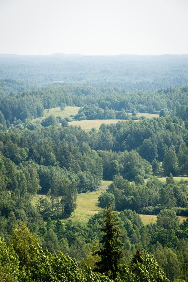 Panoramic View of Misty Forest. Far Horizon Stock Photo - Image of ...