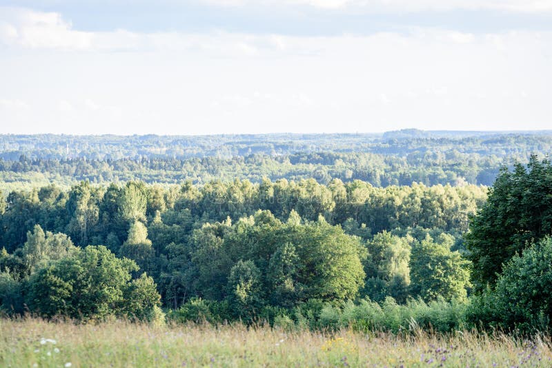Panoramic View of Misty Forest. Far Horizon Stock Image - Image of dawn ...