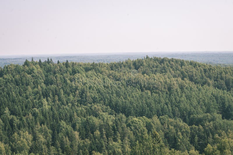 Panoramic View of Misty Forest. Far Horizon - Vintage Effect Stock ...