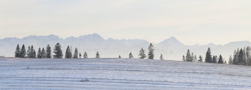 Panoramic View of the Mountain Peaks and Spruce Trees in the Distance ...