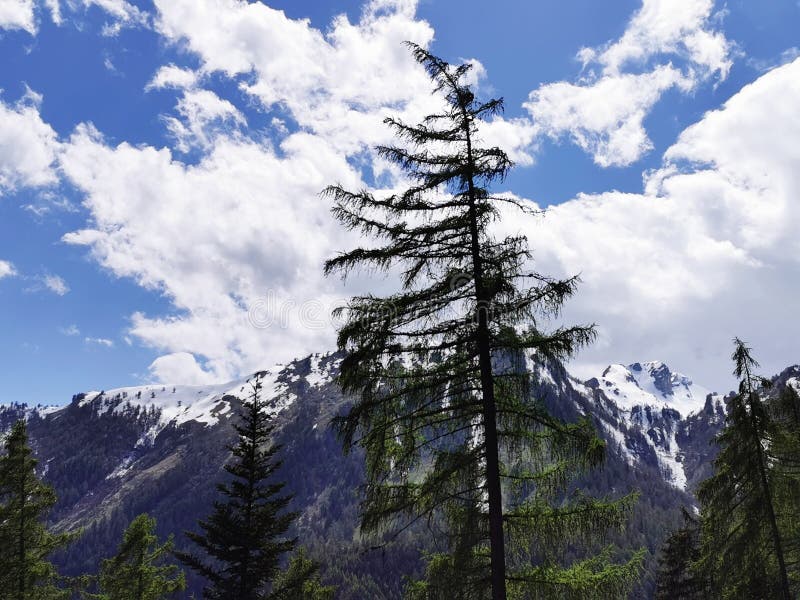 Panoramic View of Mountains with a Tree Line in Front Stock Image ...