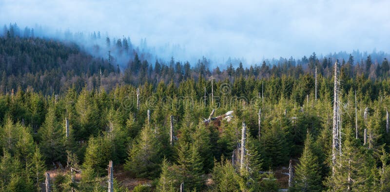 Panoramic View of Natural Spruce Forest and Fog Stock Image - Image of ...