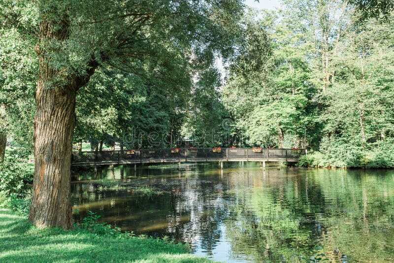Panoramic View with Odl Tree and Lake Stock Photo - Image of lake, view ...