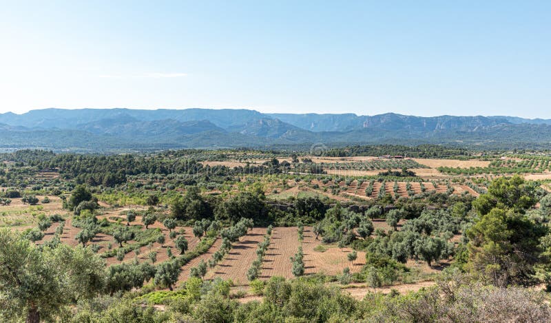Panoramic View of Olive Grove with Mountains in the Background Stock ...