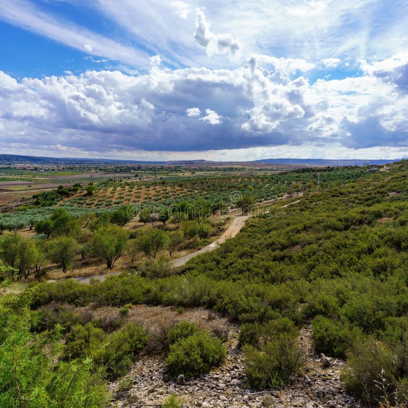 Panoramic View of Olive Grove with Road and Storm Clouds. Stock Photo ...