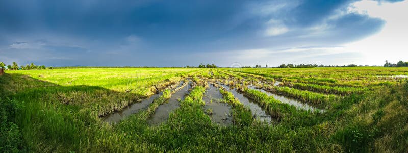 Panoramic View at the Paddy Field in Kedah Malaysia Stock Photo - Image ...