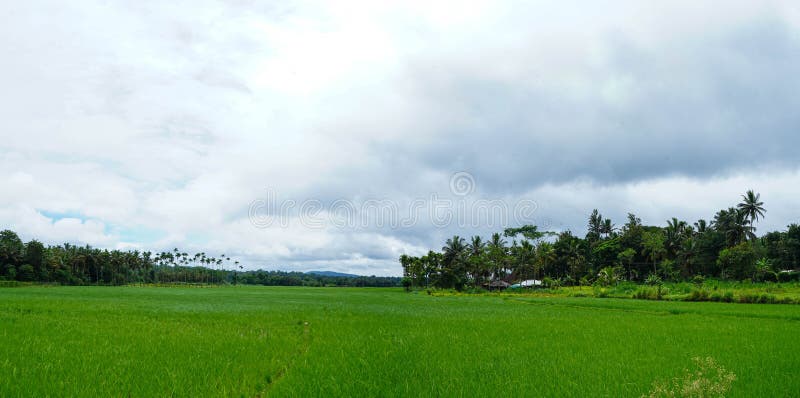 409 Rice Paddy Field Kerala Stock Photos - Free & Royalty-Free Stock ...