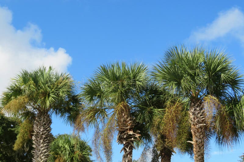Palm Trees Against Blue Sky Background in Florida Stock Image - Image ...