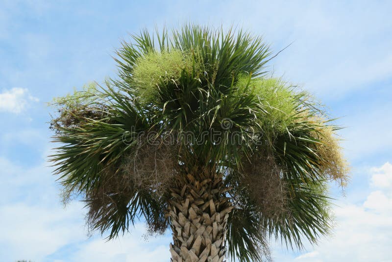 Palm Trees Against Blue Sky Background in Florida Stock Image - Image ...