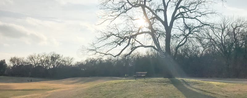 Panoramic View Park in Wintertime with Bare Tree and Bench Stock Photo ...