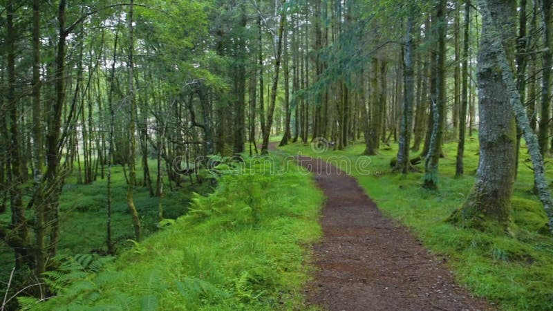 Pathway in the Middle of the Forest Stock Video - Video of road ...