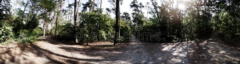 Panoramic View of Pathways in a Green Forest on a Sunny Day Stock Image ...