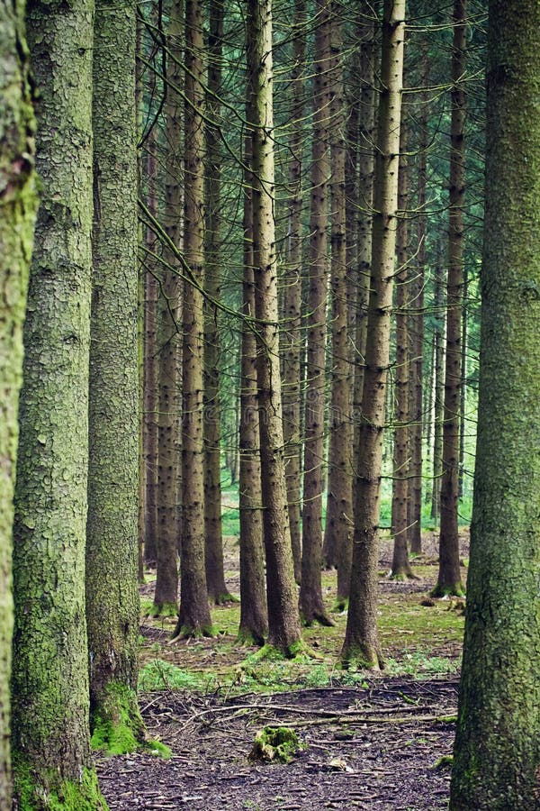 Panoramic View of Pine Forest Stock Photo - Image of beautiful, park ...