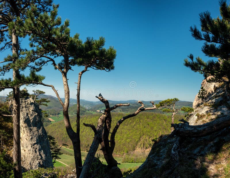 Pine Trees on the Rocks of Peilstein Stock Image - Image of tree, climb ...