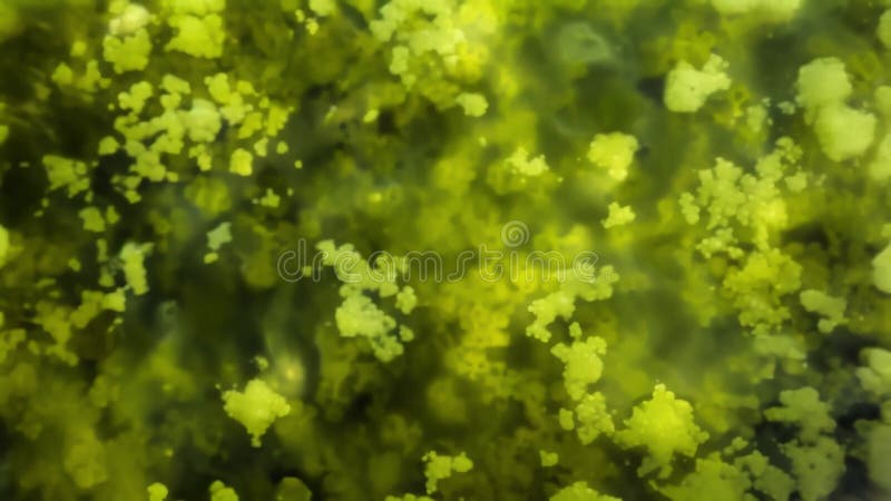 A Panoramic View of a Pond Covered with a Green Shimmering Layer of ...