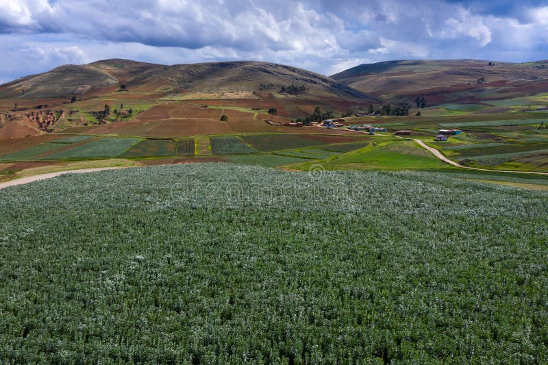 Potato Field in the Highlands of Peru Stock Photo - Image of farmland ...