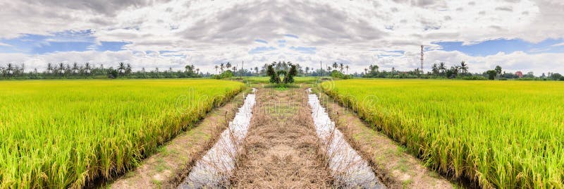 Panoramic View of Rice Field with Waterway in Suphan Buri, Thailand ...