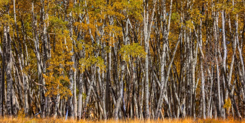 Panoramic View of Row of Aspen Trees Stock Image - Image of view, leaf ...