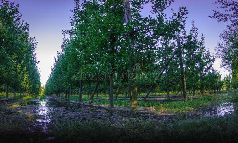 Rows of Apple Trees in an Apple Orchard on a Background of Green Grass ...
