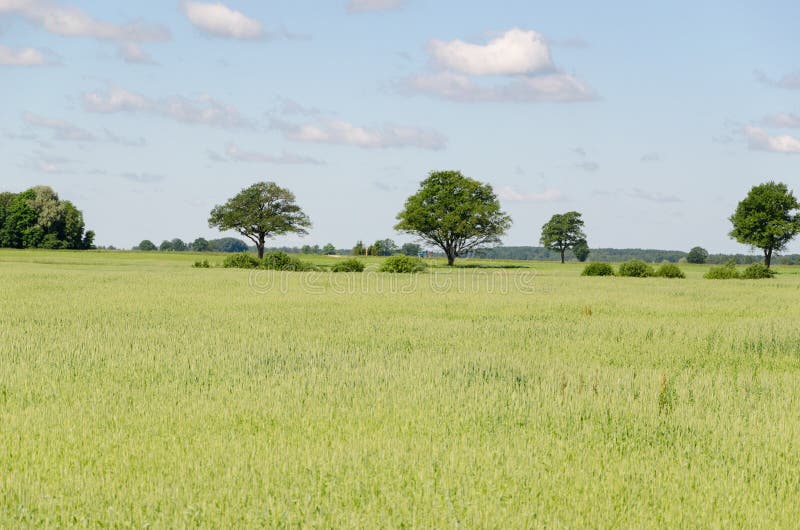 Panoramic View of Rye Field and Tree in Horizon Stock Image - Image of ...