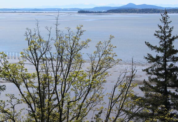 Panoramic View of Samish Bay, Washington Stock Photo - Image of calm ...