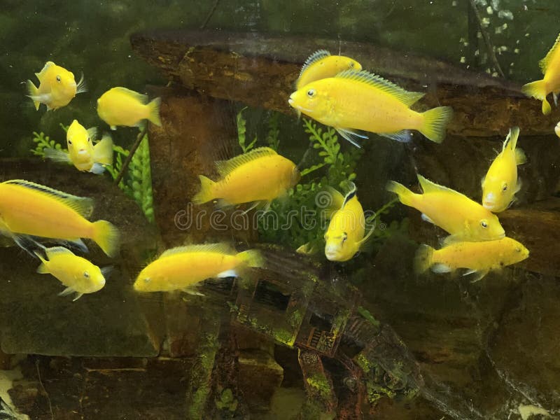 Panoramic View of a School of Yellow Fish. Stock Image - Image of ...