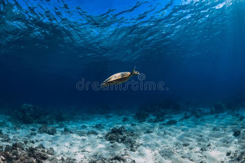 Panoramic View with Sea Turtle Underwater in Blue Ocean Stock Image ...
