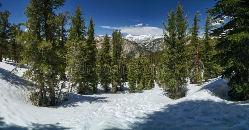 A Panoramic View of a Snowy Forest with Trees and Mountains in the ...