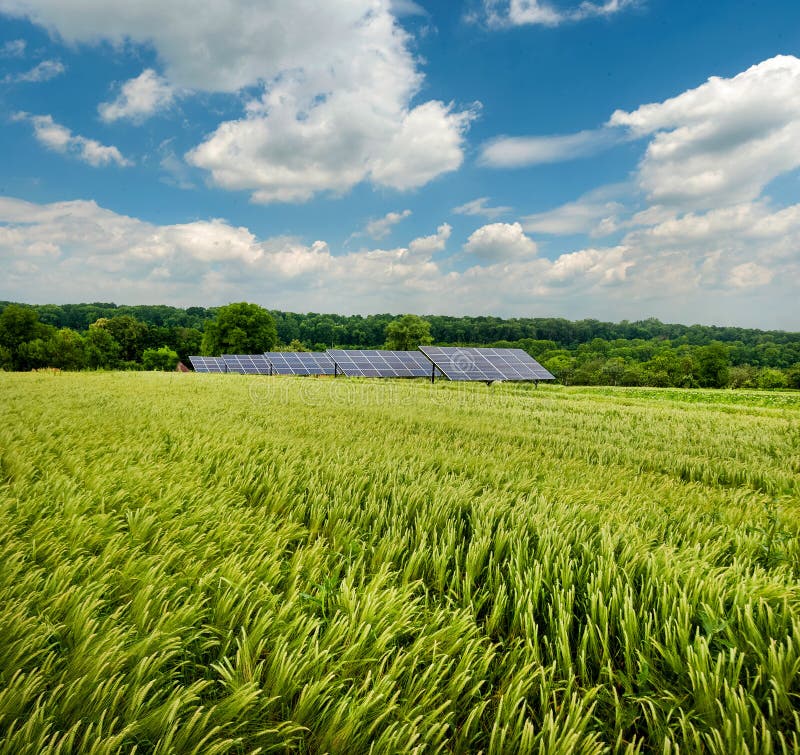 Solar Panels and Green Wheat Field in Summer Under Beautiful Sky with ...