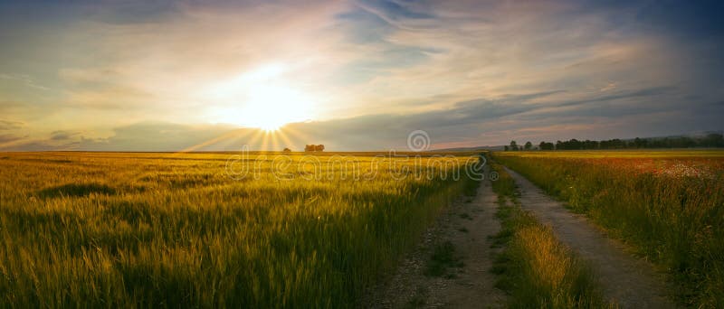 Panoramic View of the Sunset at the Field of Wheat Stock Image - Image ...