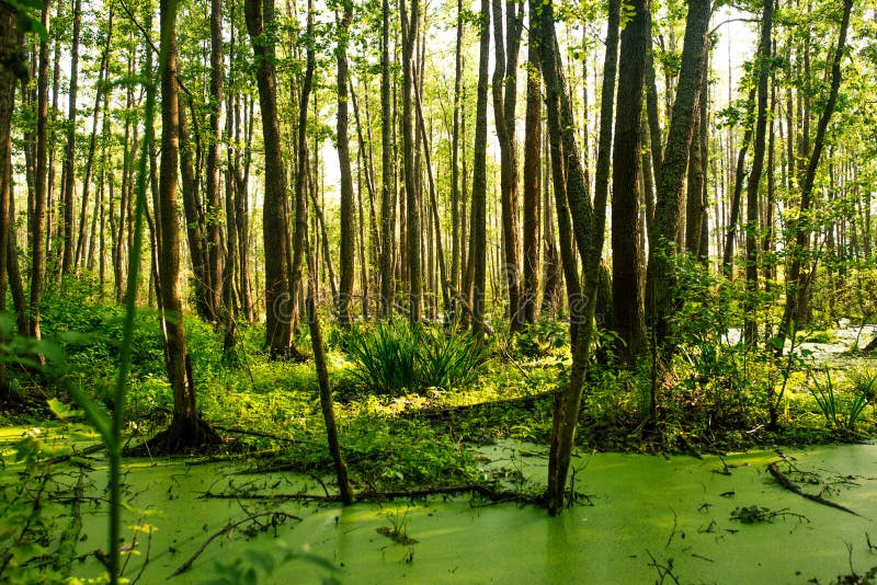 Panoramic View of the Swamp in the Forest. Picturesque Magical ...